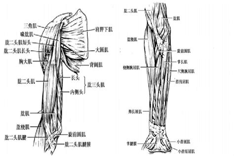 手臂每个部位名称图片 百度健康·医学科普