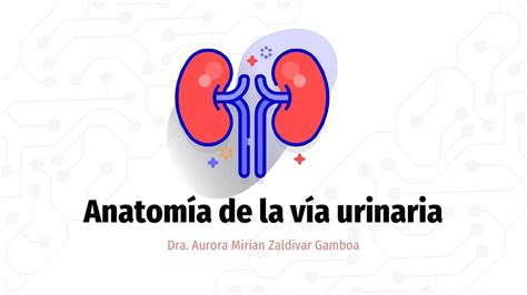 Resúmenes de Sistema renal Descarga apuntes de Sistema renal