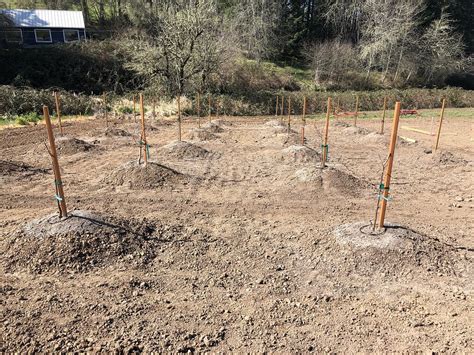 How To Manage The Area Between Tree Rows General Fruit Growing Growing Fruit