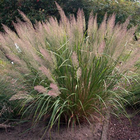 Korean Feather Reed Grass