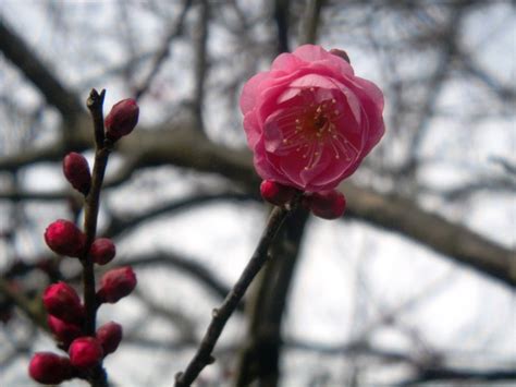 岩国錦帯橋観光情報杏子の花が咲きました 写真見てください