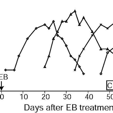 Growth Patatern Of Dominant Follicles After Estradiol Benzoate Eb Download Scientific Diagram