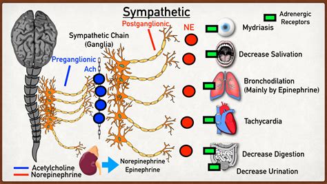 Beta Adrenergic Receptors Types Function Location Stimulation Effects