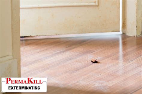 Your Pest Control Services Early Signs Of Infestation