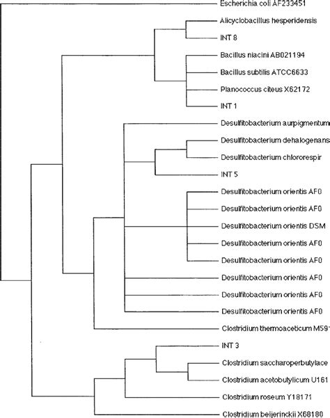 Phylogenetic Tree Based On The Partial 16s Rrna Gene Sequence Showing