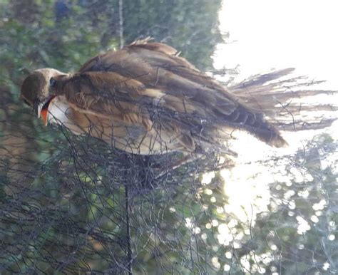 Bases Police Boost Efforts To Combat Illegal Bird Trapping Cyprus Mail
