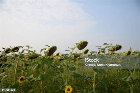 노란 해바라기 꽃 Helianthe 꽃 클로즈업 녹색 배경에 해바라기 꽃 배경 뒤 잘 익은 해바라기 머리의 해바라기 밭의 녹색