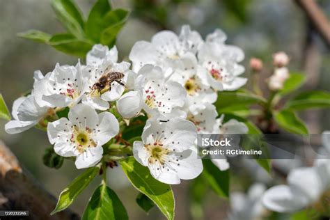 꿀벌 은 봄에 꽃 나무에 꿀과 꽃가루를 수집 배 나무 꽃의 수분 0명에 대한 스톡 사진 및 기타 이미지 0명 개화기 계절 Istock