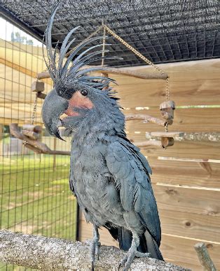 Feathered Friends Fascinate At NFWC