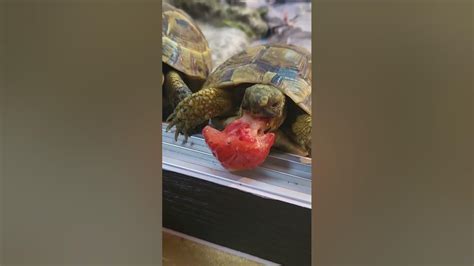 거북이 딸기 먹방🍓 Youtube