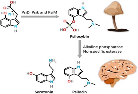 The Chemistry And Biosynthesis Pathway Of Indole Alkaloids Found In