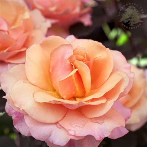 Rose Magic Harlequin Buy Orange Pink Rose Bushes Ornamental Trees