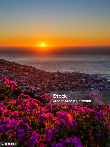 Fresnaye와 Camps Bay가 있는 대서양 너머로 지는 태양의 수직 보기와 전경의 밝은 꽃 케이프타운 남아프리카 공화국 남아프리카공화국에 대한 스톡 사진 및 기타