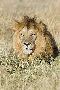 野猪高清图片下载 正版图片501478149 摄图网