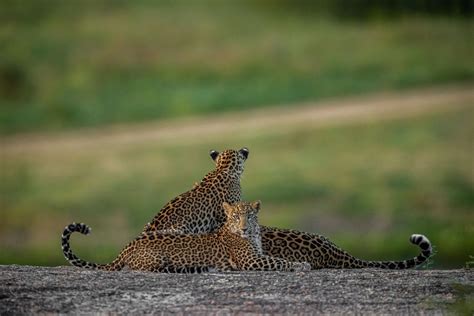 A Book Of Photography Is Helping To Save Leopards Cnn