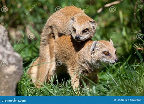 Yellow Mongoose Mating In The Sun Stock Photo Image Of Cynictis Reproduction 19133946