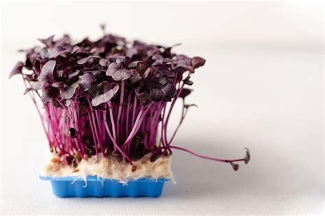 Microgreens Tumbuh Di Rumah Untuk Makan Sehat Atau Untuk Restoran Salin