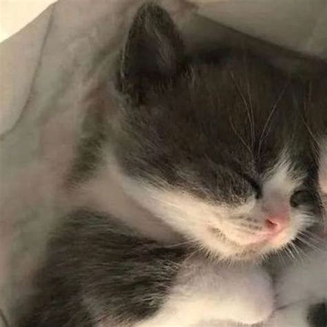 Pin En парные авы ´罒` En 2024 Gatitos Adorables Imágenes Divertidas De Perros Gatos Bonitos