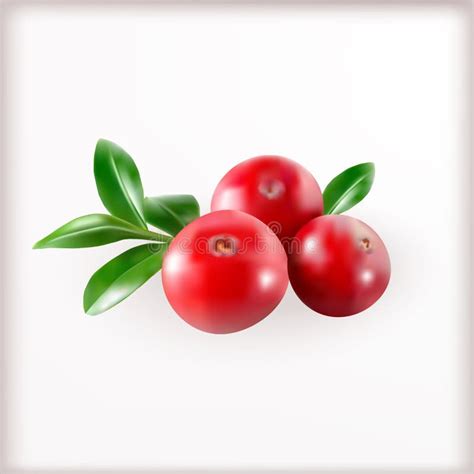 Cranberries Stock Illustrations 6882 Cranberries Stock Illustrations