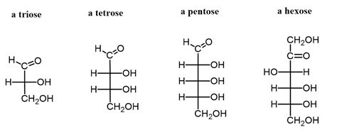 Carbohydrate Structure Overview Creative Biostructure