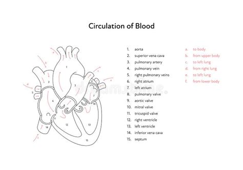 Cerculation Stock Illustrations 12 Cerculation Stock Illustrations