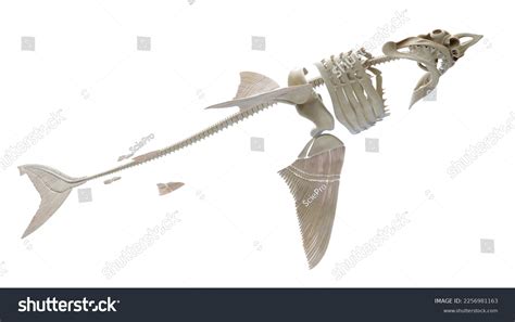 3d Rendered Illustration Shark Anatomy Skeletal Stock Illustration