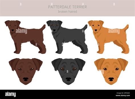 Patterdale Terrier Broken Haired Clipart All Coat Colors Set All Dog