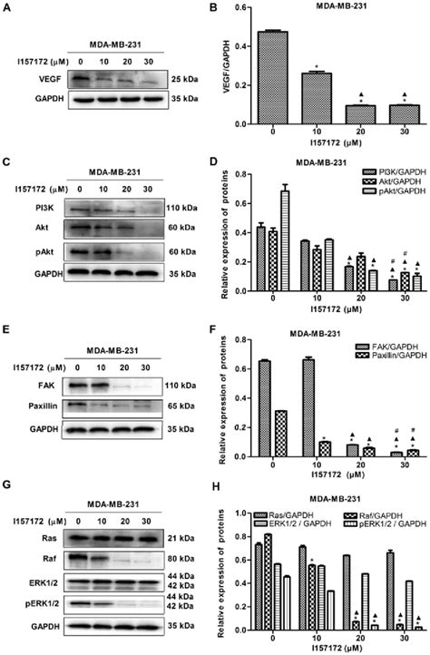 Novel Cse Inhibitor I157172 Inhibits The Vegf Signaling Pathway In