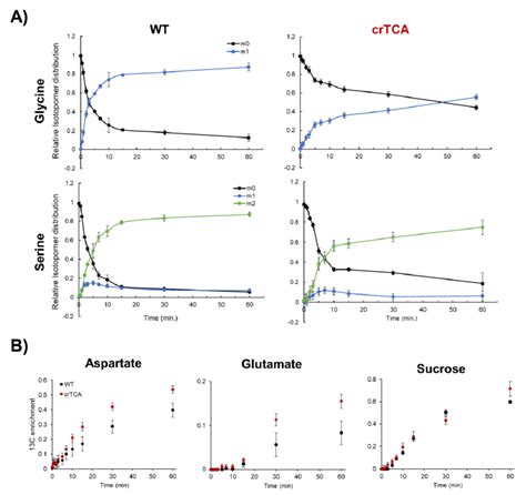 Transient 13 Co2 Labeling In Glycine And Serine In Wt And Crtca Lines