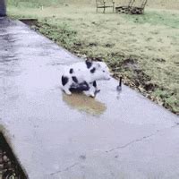 Boob Slip S Find And Share On Giphy