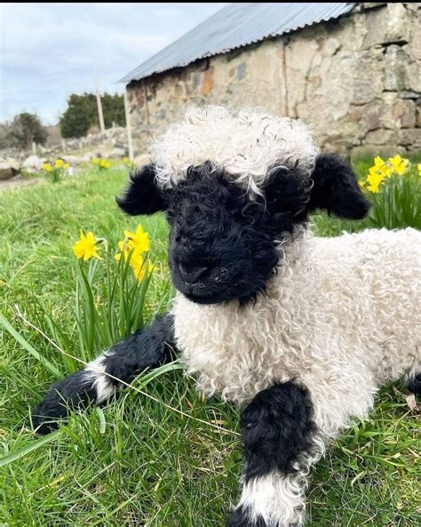 Cute Valais Blacknose Lamb Grazing In Lush Green Field Cute Black