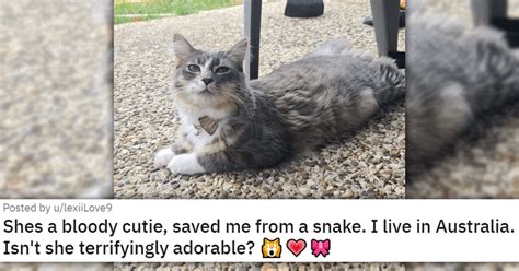 Pin On Maine Coon Cats