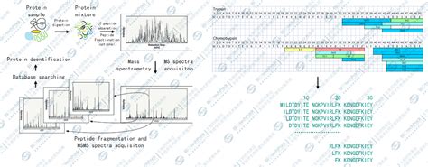 序列分析 结合疫苗载体蛋白N C端序列分析 结合疫苗N端序列测定 结合疫苗C端序列测定