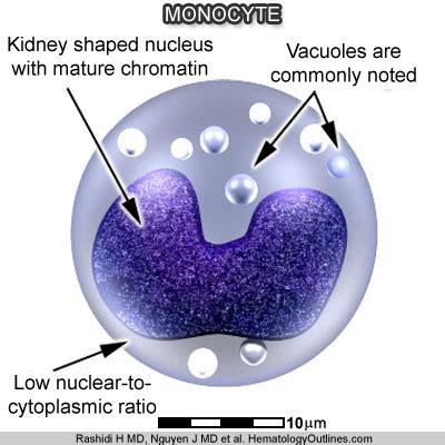 Metamyelocyte Vs Monocyte
