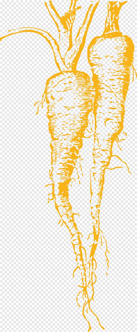 양방 풀 나물 Shalgam 순무 뿌리 야채 회향 식품 분기 Png Pngegg