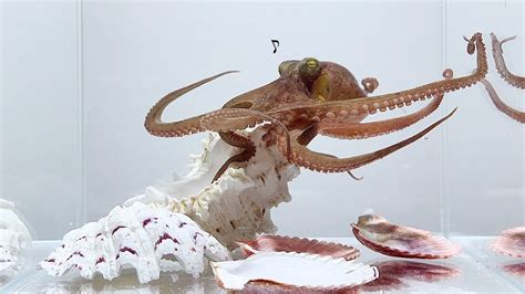 시장에 파는 문어를 사왔다 녀석에게 조개껍데기를 줘보니 Youtube