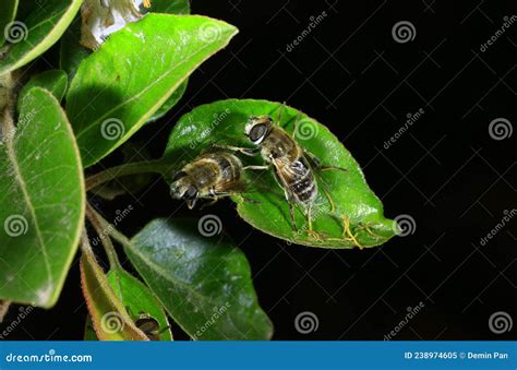 Feed Aphid Fly In The Wild Stock Image Image Of Rich Botany 238974605