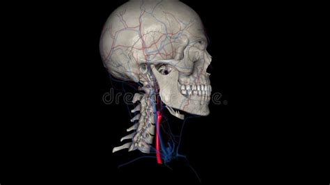 Right Common Carotid Artery Stock Footage Video Of Bicuspid Right