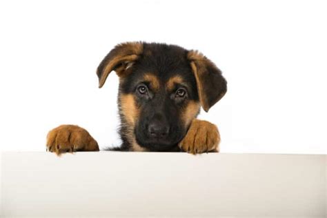Pourquoi Mon Chien Fait Pipi Dans La Maison Devant Moi Chienino