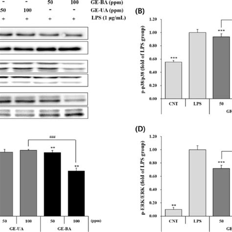 Effect Of Gsbs Bioconversion On Nf κb Signaling Pathway A Western