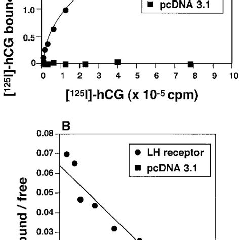 Saturation Curve A And Scatchard Plot B Of 125 I Hcg Binding To