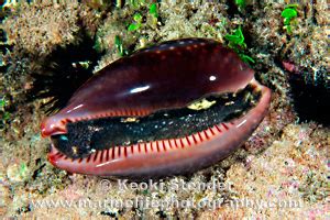 Atlantic Deer Cowry Cypraea Macrocypraea Cervus