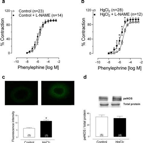 Effects Of Chronic Mercury Exposure On The Vascular Reactivity Of Mras