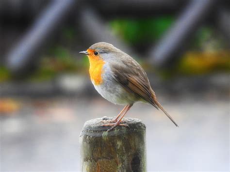 Robin Songbird Plumage Free Photo On Pixabay