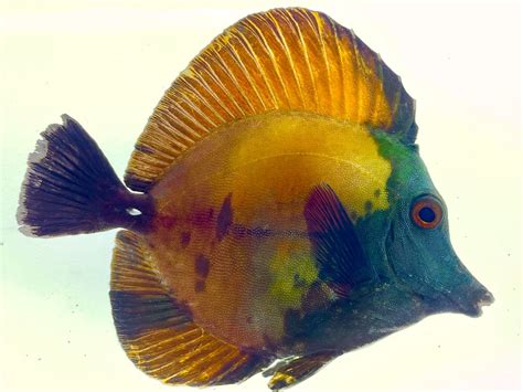 Incredible New Arrivals Aberrant Desjardini Sailfin Tang Tri Color Koi Tangs Goldenback