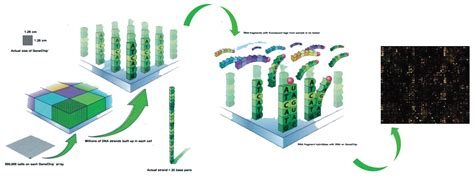 Advanced Cytogenetic Technique A Uselful Microarray Testing Method