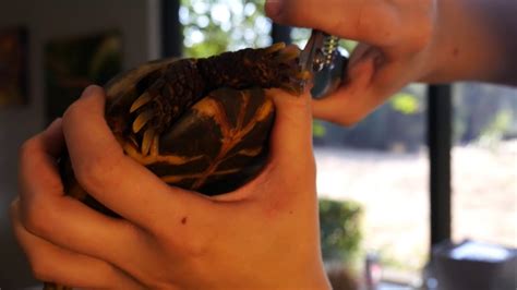 Tortoise Turtle Nail Trim Youtube