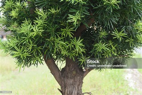Podocarpus Macrophyllus 照片檔及更多 羅漢松屬 照片 羅漢松屬 佛教 園林地 Istock