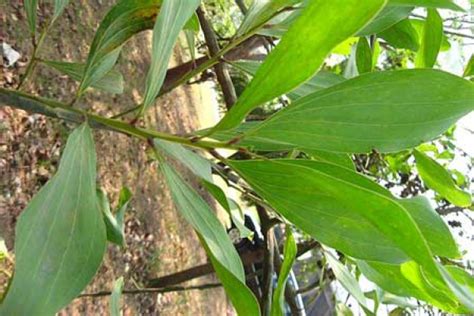 Acacia Auriculiformis