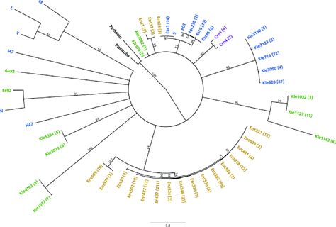 Phylogeny Of Putative Microcins From Enterobacteriaceae Species A Download Scientific Diagram